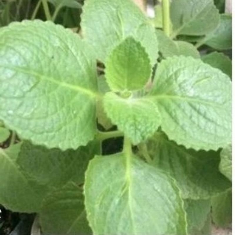 Jual Daun Jinten Jintan segar | Shopee Indonesia