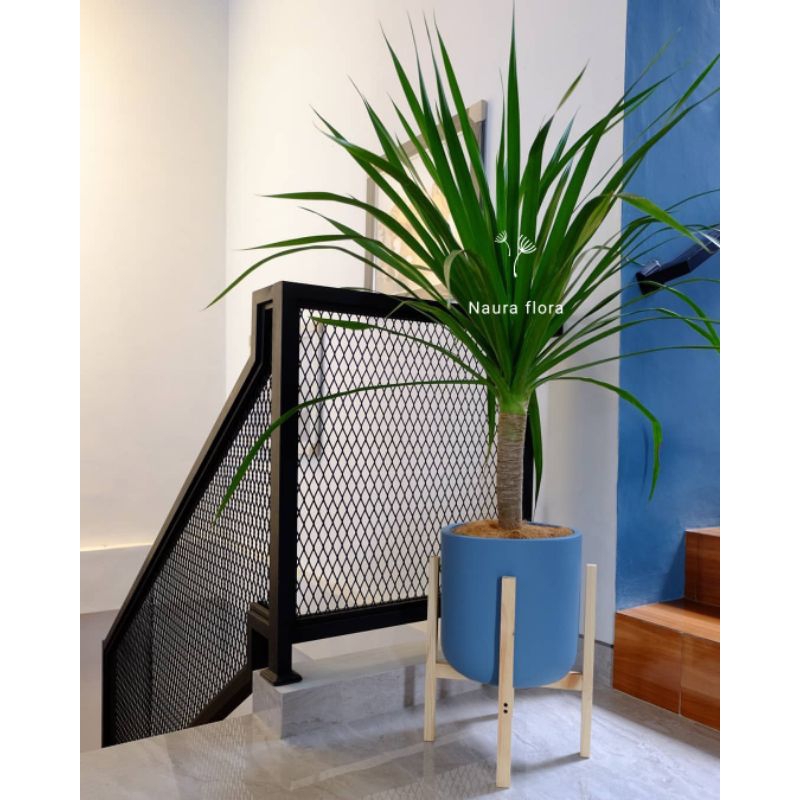 Jual Tanaman pandan bali Tinggi 1-1.5meter batang besar indoor/outdoor ...