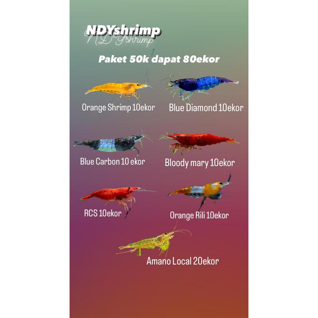 Jual NDYshrimp-paket 50k total 80ekor 7 jenis udang Orange shrimp, Blue ...