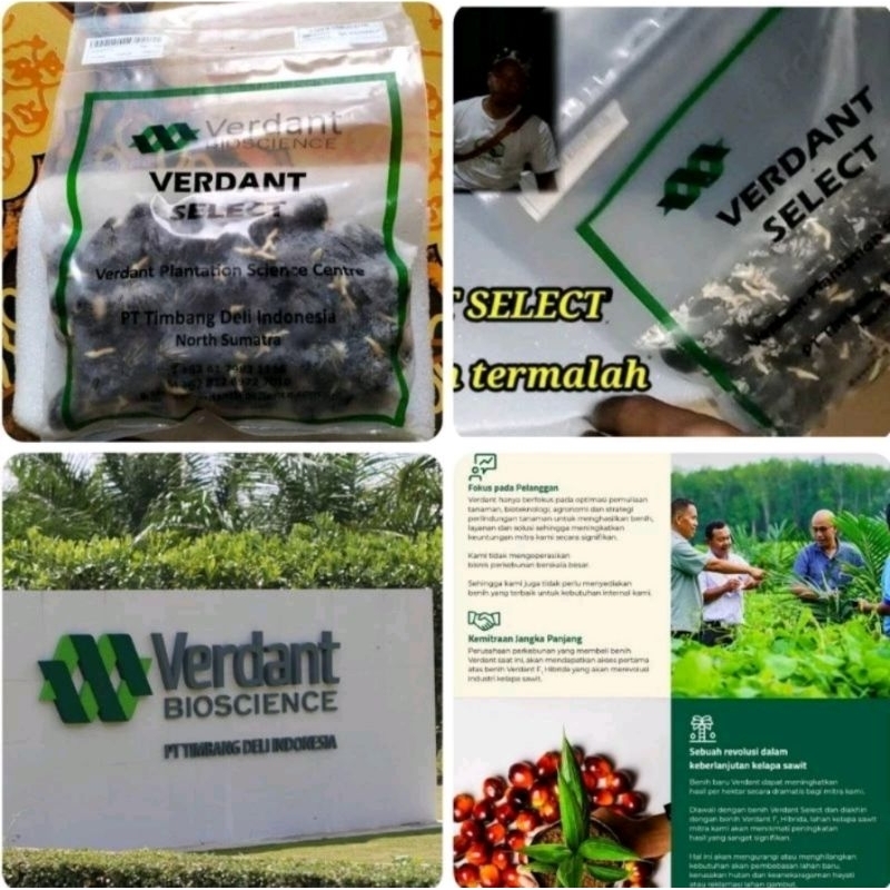 Jual Benih bibit sawit Unggul Verdant Select Unggul original | Shopee ...