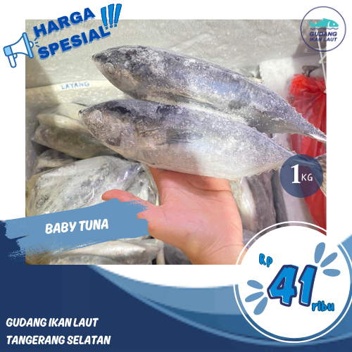 Jual IKAN TUNA LAUT / BABY TUNA LAUT SEGAR 1KG | Shopee Indonesia