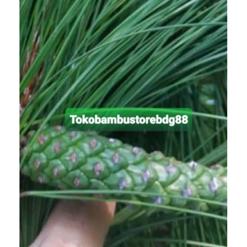 Jual Buah pinus segar / buah pohon pinus segar hijau 500 gram | Shopee ...