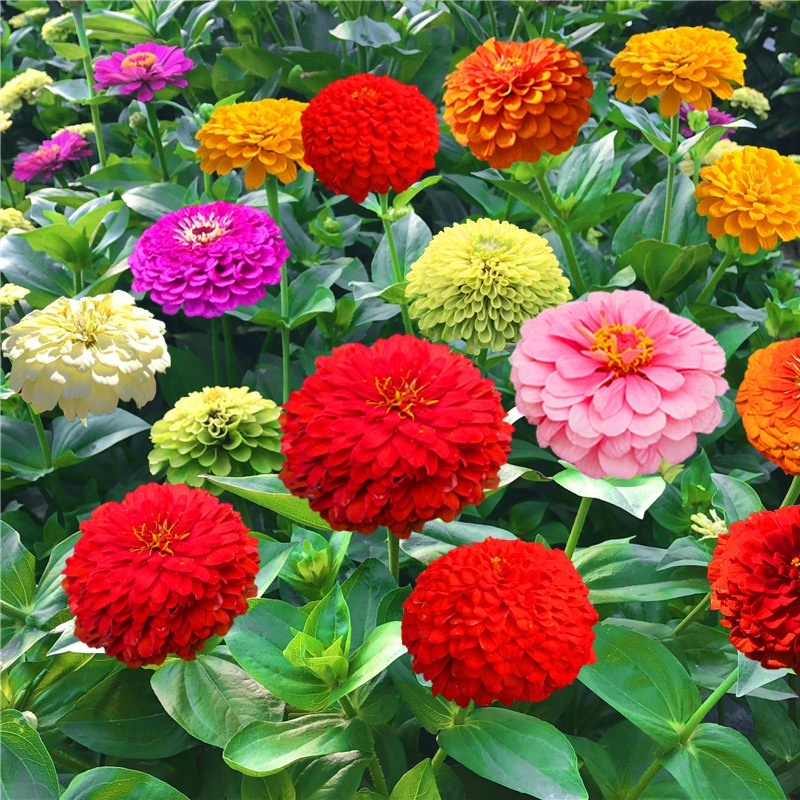 Jual Bibit Benih Bunga Zinia Elegans Mix (± 10 Butir) | Shopee Indonesia