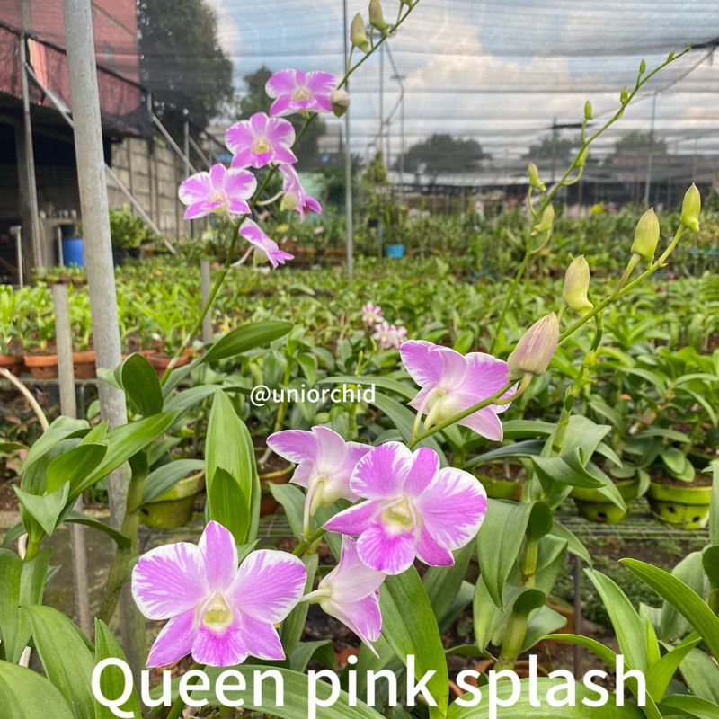 Jual [PROMO!!!] BUNGA ANGGREK DENDROBIUM QUEEN PINK SPLASH TANAMAN ...