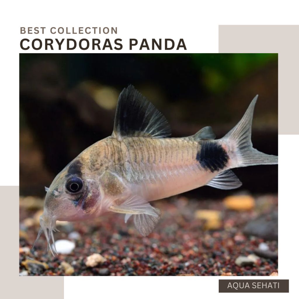 Jual ikan Corydoras Panda - ikan tikus - beli 10 bonus 1 | Shopee Indonesia