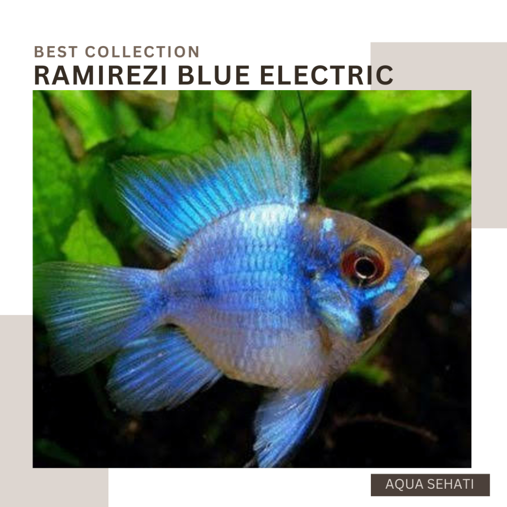 Jual ikan hias blue elektrik ramirezi fish / ikan ramiresi biru ...