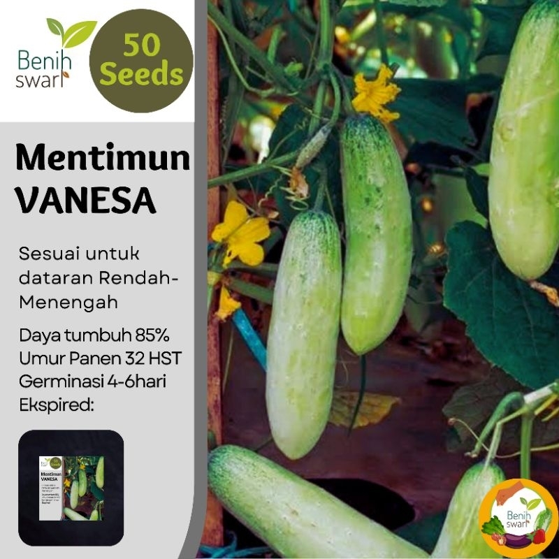Jual Benih Swari: (isi 50 butir) Benih Timun Lalap VANESA | Shopee Indonesia