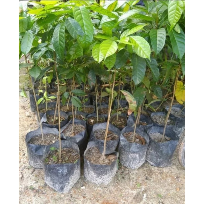 Jual Bibit Mahoni super, Tanaman Pohon kayu keras, bahan bangunan awet ...