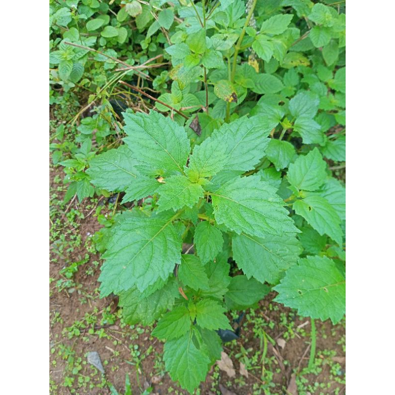 Jual Bibit pohon Nilam -Tanaman Daun Nilam -Tanaman Herbal | Shopee ...