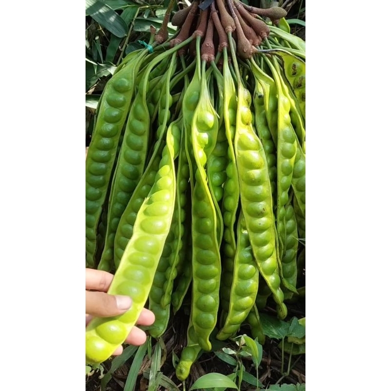 Jual Pete/Petai segar isi 10 papan/lonjor | Shopee Indonesia