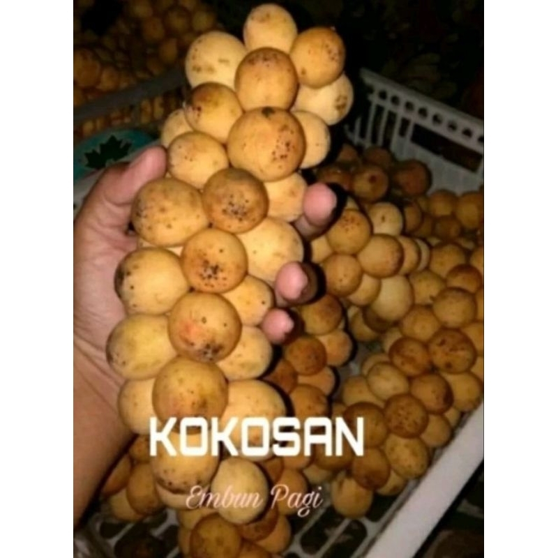 Jual buah kokosan segar dan fresh 1kg | Shopee Indonesia