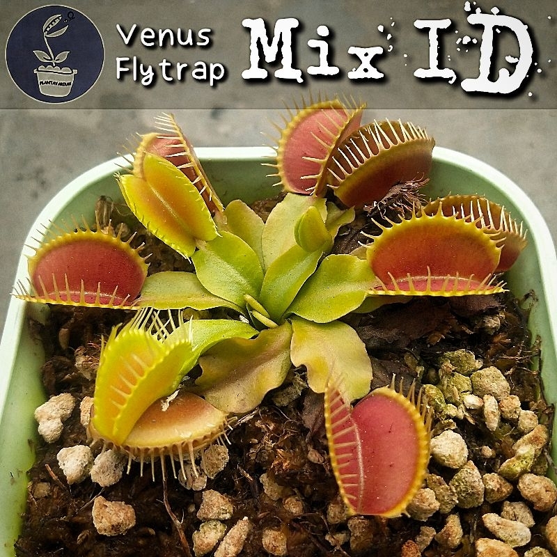Jual Tanaman Karnivora Venus Flytrap VFT Mix ID Sedang (Medium) | Shopee Indonesia