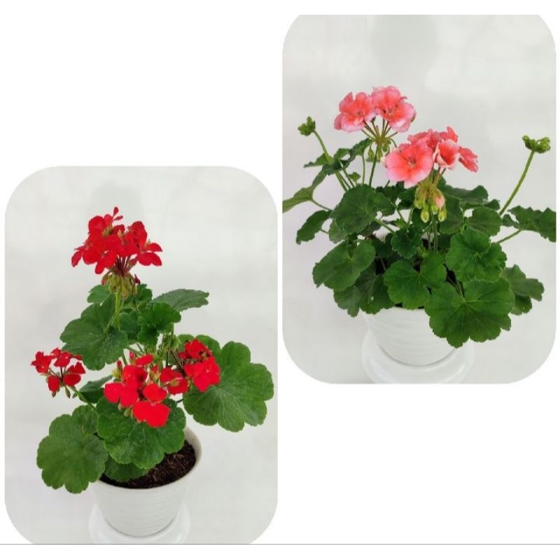 Jual TANAMAN HIDUP BUNGA HIAS GERANIUM_( 2 POHON ) | Shopee Indonesia