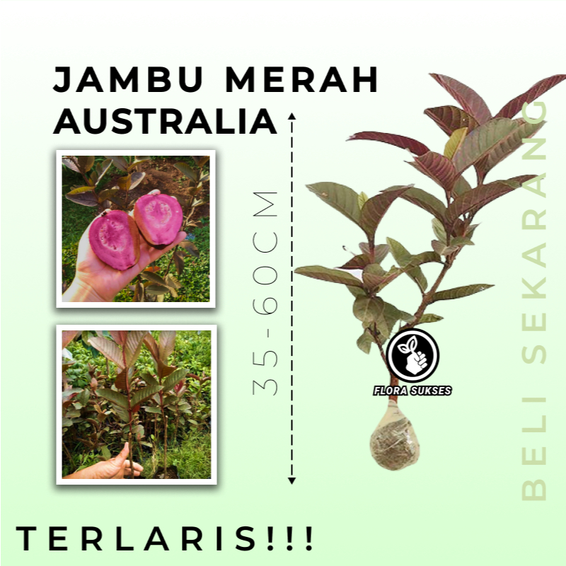 Jual POHON JAMBU MERAH AUSTRALIA / JAMBU BIJI UNGU / BIBIT POHON JAMBU ...
