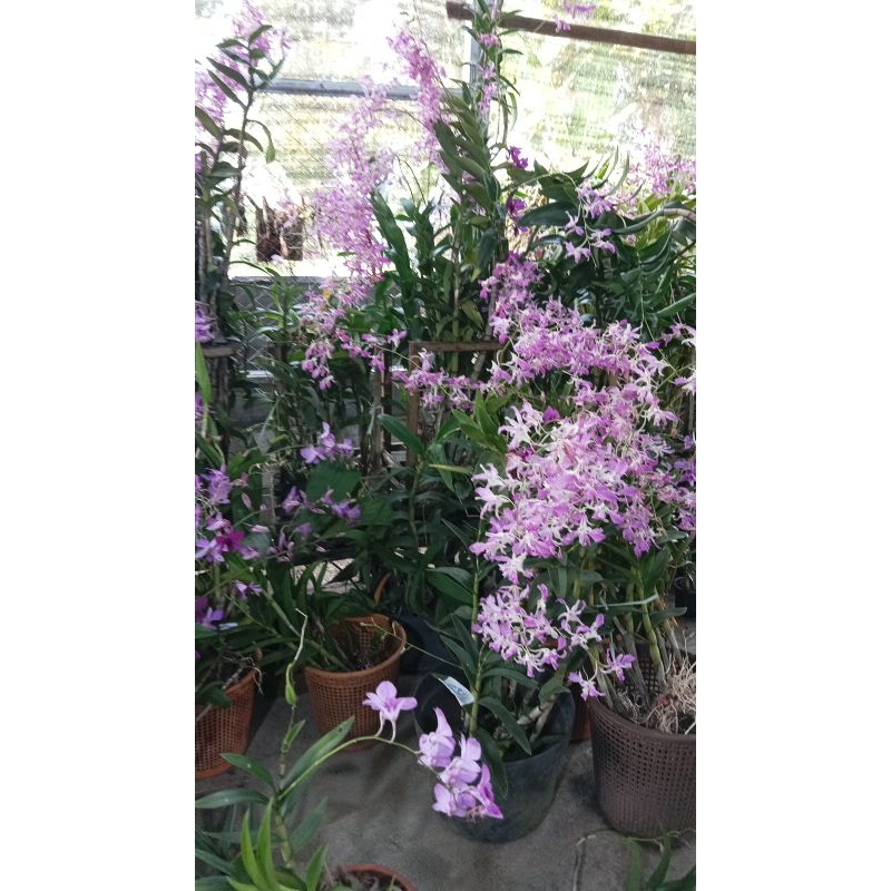Jual anggrek dendrobium superbin | Shopee Indonesia