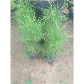 Jual Pohon Cemara Terlengkap & Harga Terbaru Juni 2024 | Shopee Indonesia