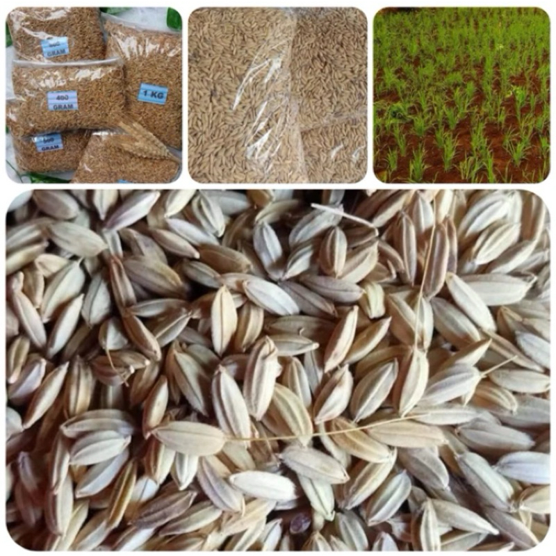 Jual Benih padi gogo huma padi darat 500 gram beras warna putih-az ...