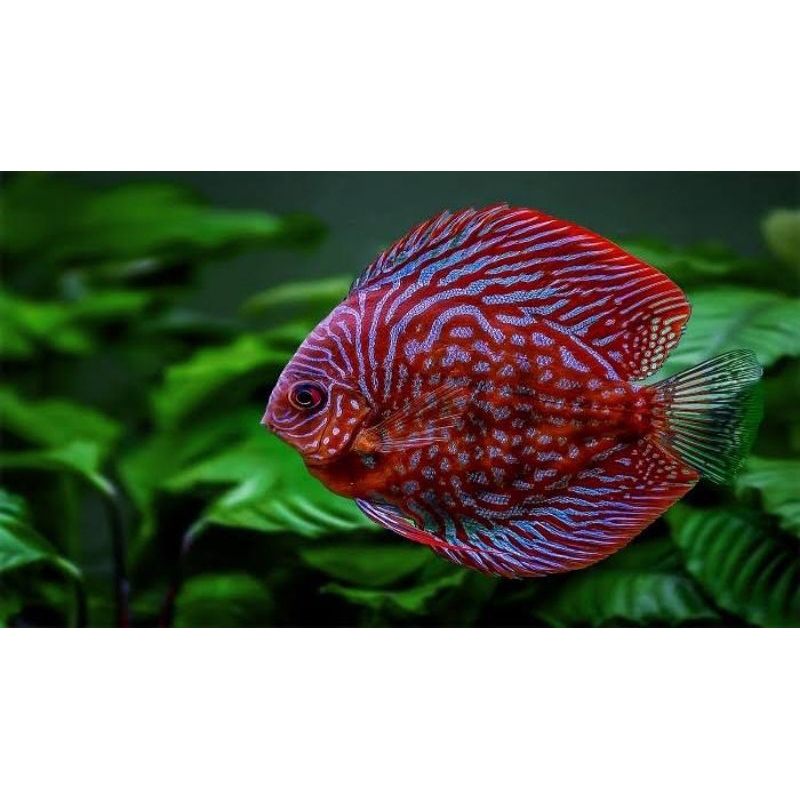 Jual discus purple angel 1,5-2cm | Shopee Indonesia