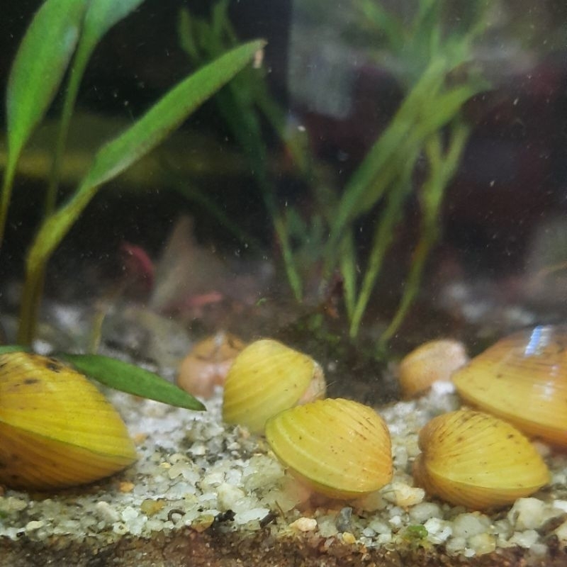 Jual Kerang Remis Hidup Laya Pensi Heremis Air Tawar Kerang Sungai ...