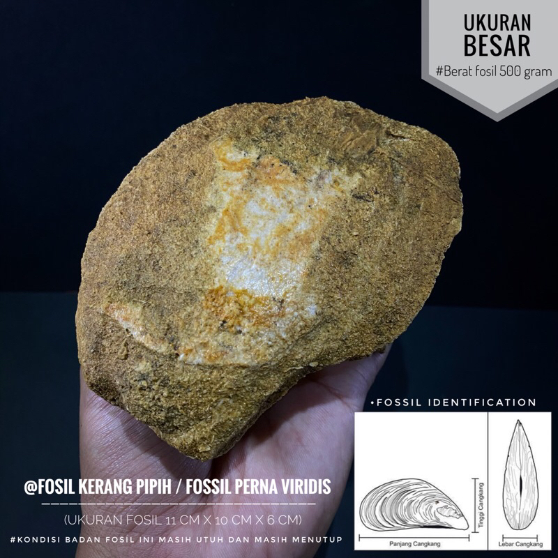 Jual Fosil Kerang Pipih Purba Natural A32 atau Fossil Perna Viridis ...