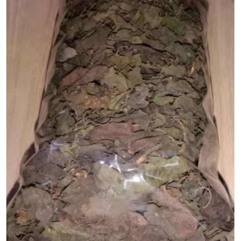 Jual Paket 1 kg daun sembung rambat kering-az | Shopee Indonesia