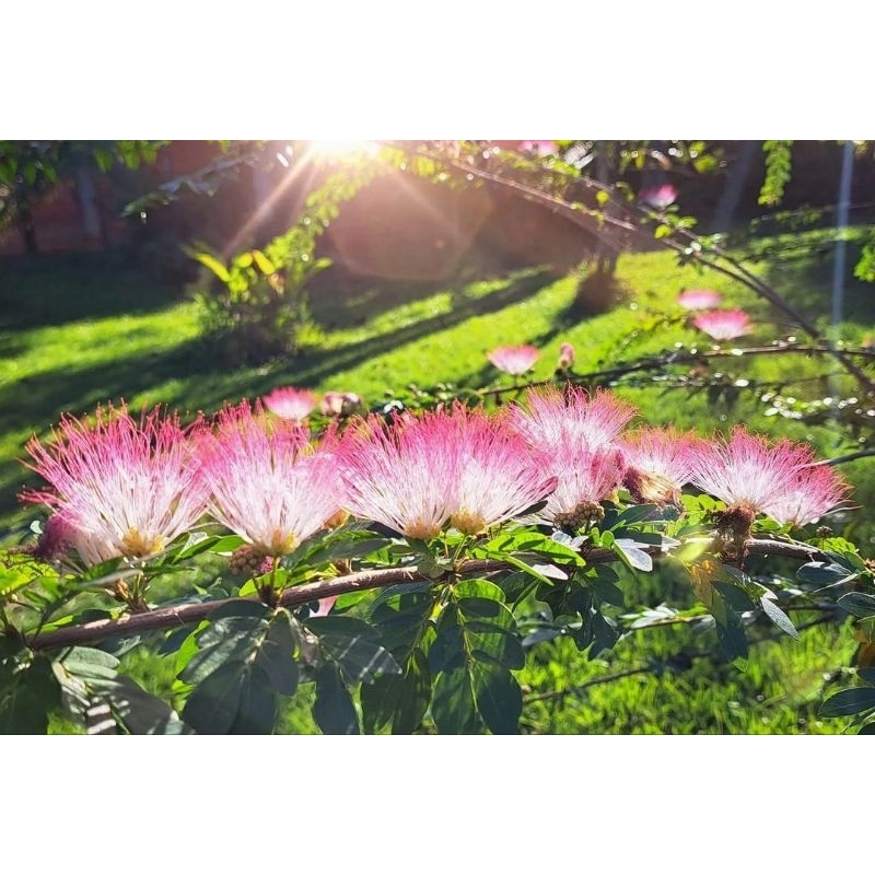 Jual Bibit tanaman bunga kaliandra bobinsana pink (Calliandra ...