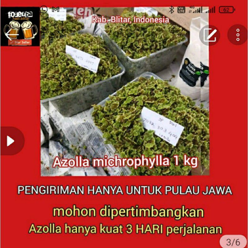 Jual azolla super, azolla 1 kg, azolla microphylla, azolla gemuk ...
