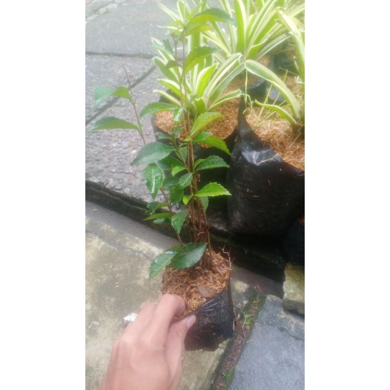 Jual pohon teh tehan | Shopee Indonesia