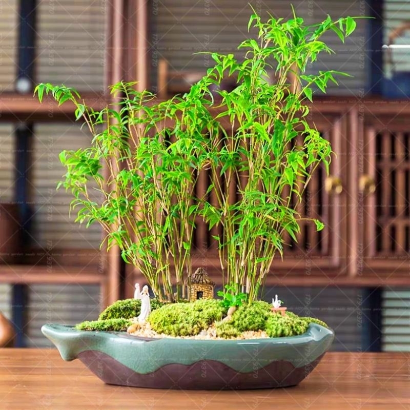 Jual Tanaman Hias Bambu Micro mini Thailand - sasa pygmaea bamboo dwarf ...