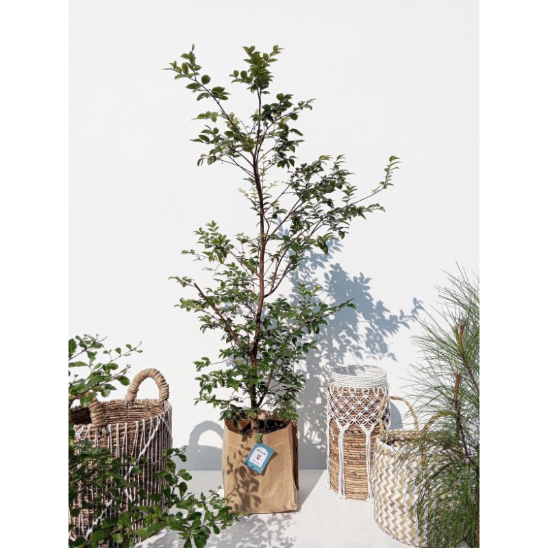 Jual Jaboti Tree with pot basic Tanaman indoor dan Outdoor Tanaman ...