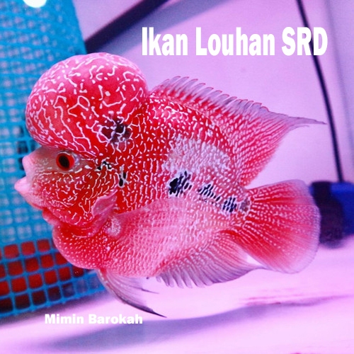 Jual Ikan louhan SRD size 2-3 jari dewasa - warna cakep - ikan hias ...