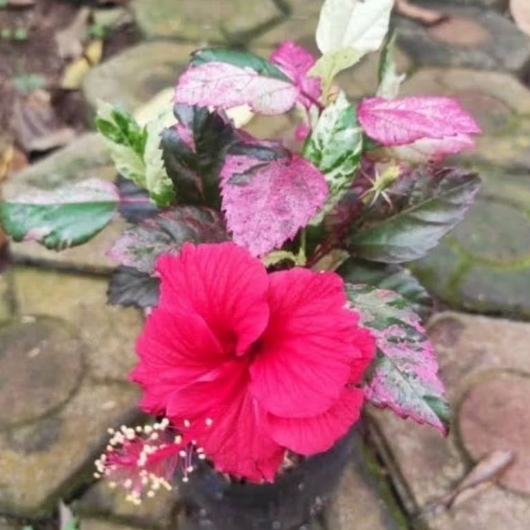Jual Tanaman hias wera variegata/bunga sepatu/hibiscus rosa sinensis ...