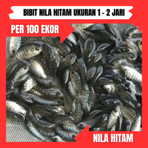 Jual bibit ikan nila Hitam ukuran 1 jari per 100 ekor | Shopee Indonesia