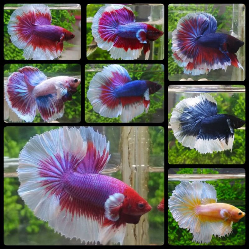 Jual Cupang Hm Lavender Big Ear Warna Random Ukuran L+ Sudah Full Block ...