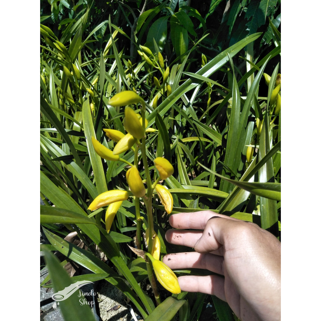 Jual Bunga Anggrek Tanah Cymbidium Golden Boy Kuning tanaman hias ...