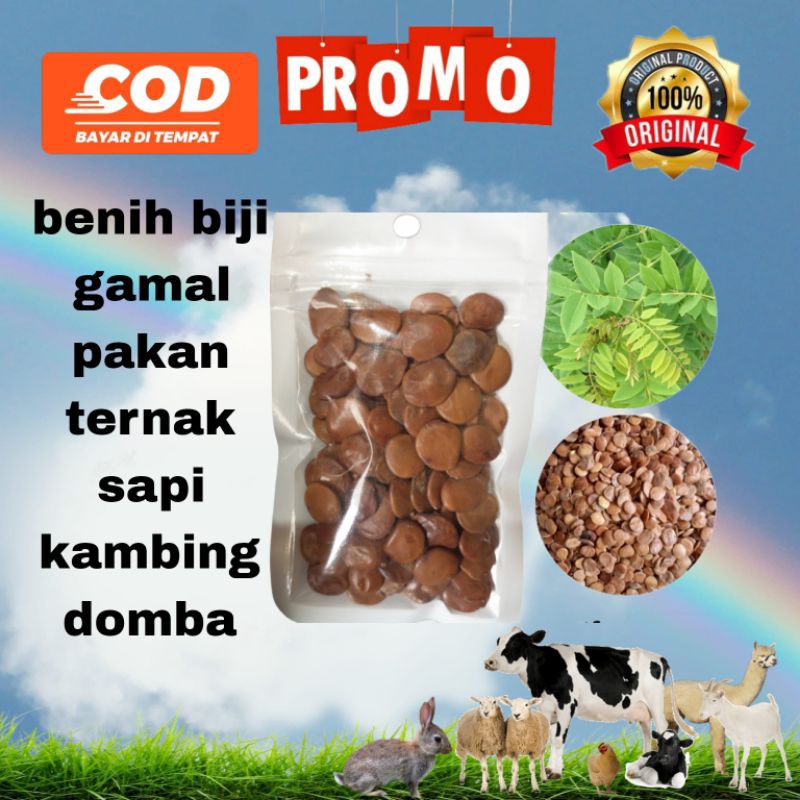 Jual benih gamal biji gamal pakan ternak domba kambing sapi | Shopee ...