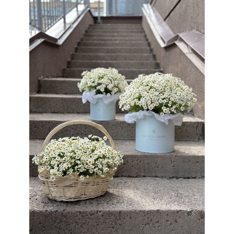 Jual Daisy of cammomiles bouquets bucket buket bunga segar fresh ...