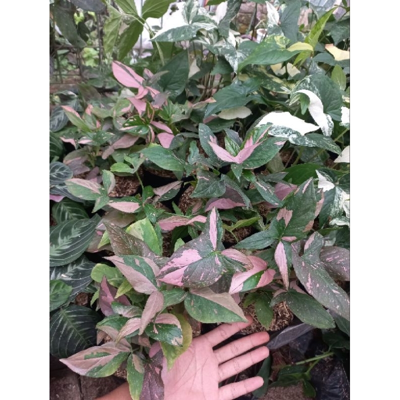 Jual syngonium pink splash/red spot rumpun | Shopee Indonesia