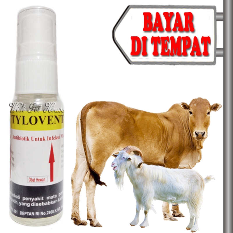 Jual Obat Mata Sapi Kambing Domba Kerbau Tylovent Spray Hewan Ternak ...