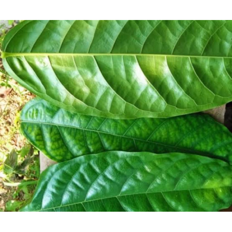 Jual Daun hantap atau daun antap segar 50 lembar pilihan-az | Shopee ...