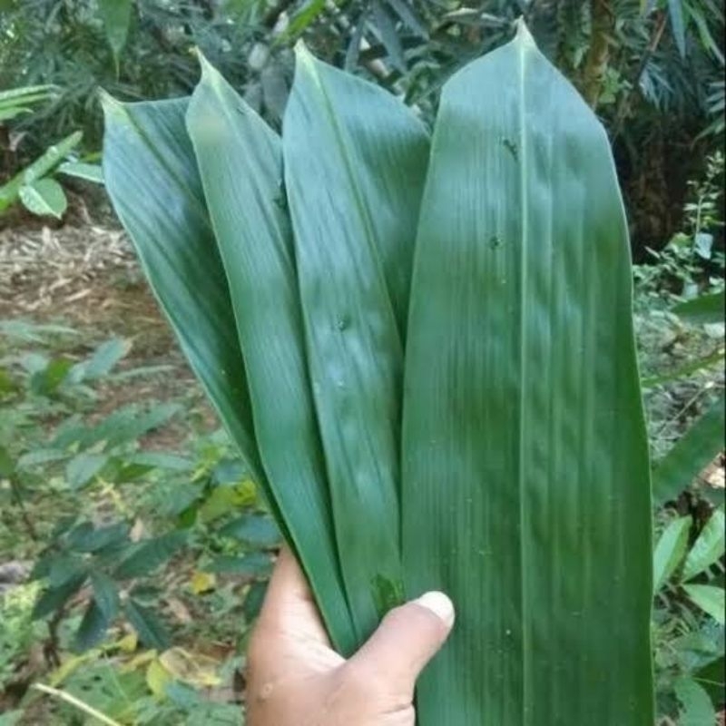Jual 100 Lembar daun bambu/daun bambu bacang segar/daun bambu jumbo ...
