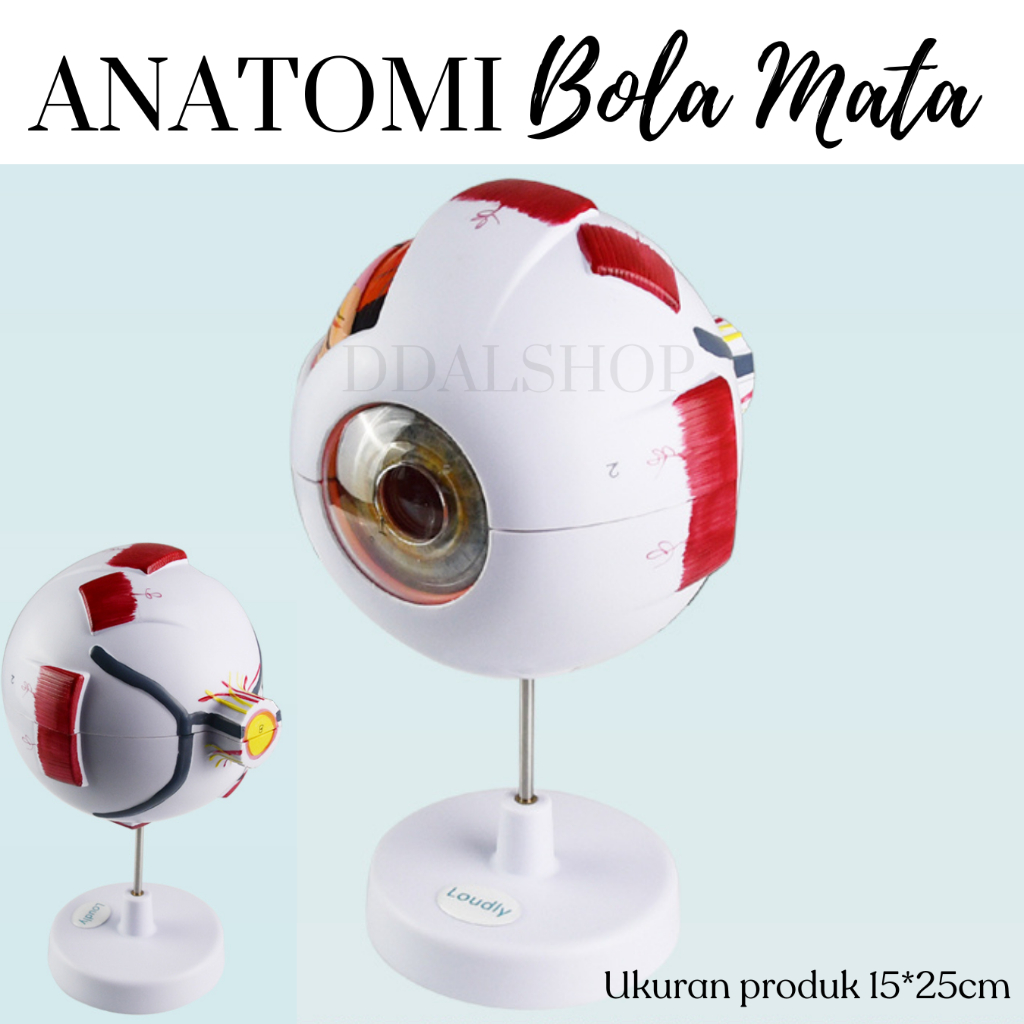 Jual Alat Peraga Model Anatomi Bola Mata Manusia Eyeball 6X pembesaran ...