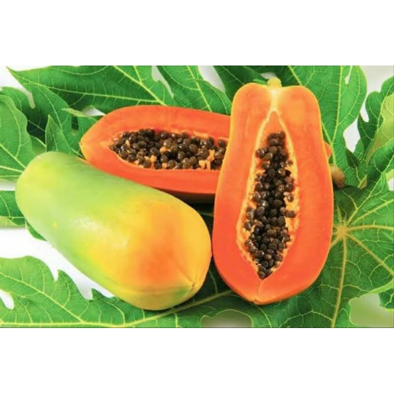 Jual Benih PEPAYA CALIFORNIA F1 IPB Calina Hibrida Super/Unggul 25 ...