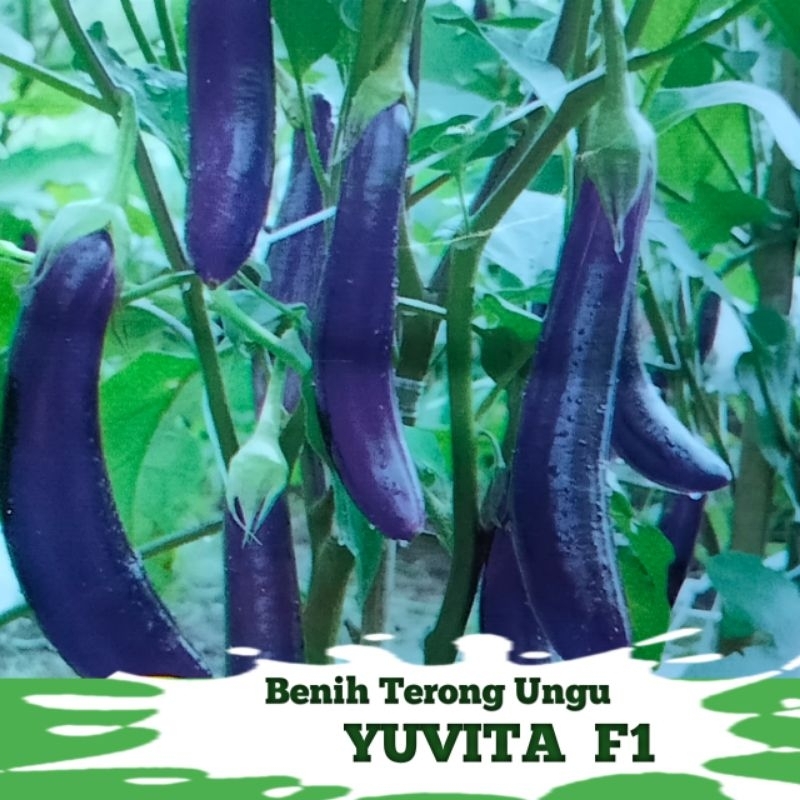 Jual 30 BIJI BENIH UNGGUL TERONG UNGU YUVITA F1 ORIGINAL KEMASAN REPACK | Shopee Indonesia