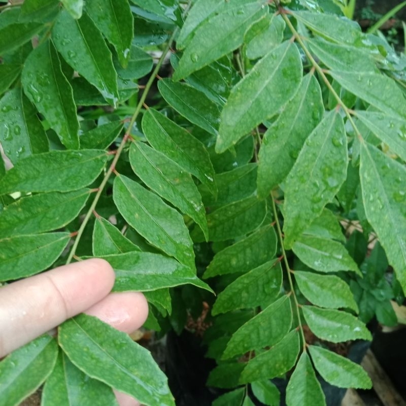 Jual Daun Kari / Salam Koja ( herbs, rempah ) | Shopee Indonesia
