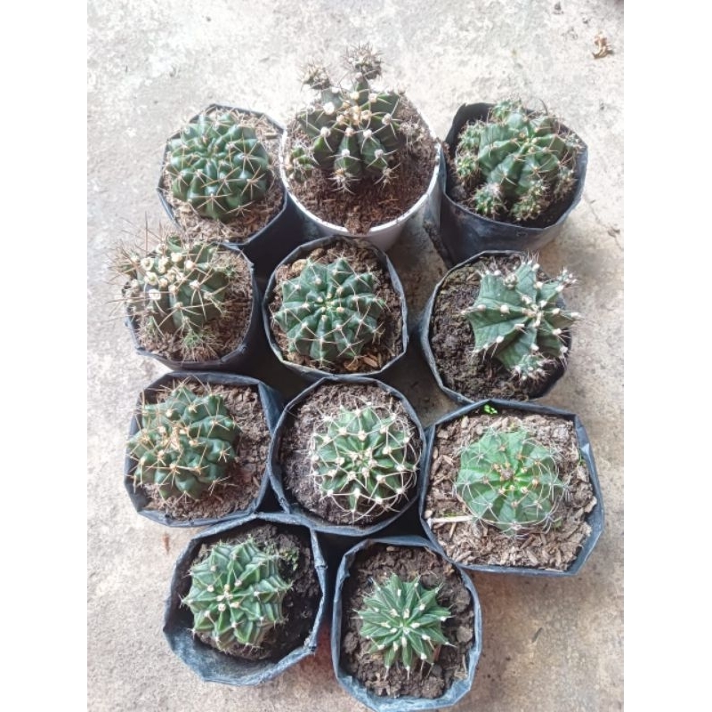 Jual Paket Gymno 11 jenis | Shopee Indonesia
