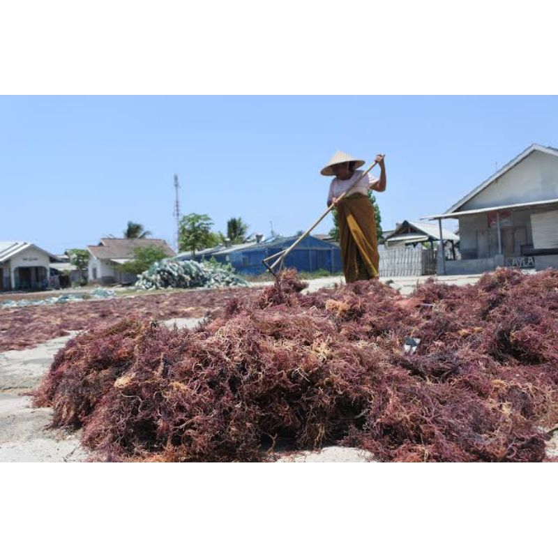 Jual RUMPUT LAUT COTTONI MERAH KERING SEA MOSS 1 KG | Shopee Indonesia