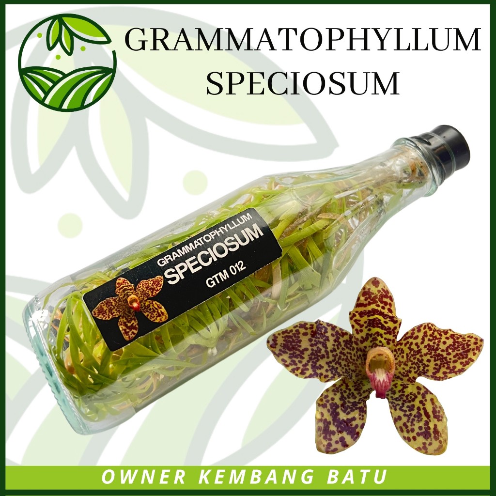Jual Anggrek Botolan SPECIOSUM Grammatophyllum Rare ID Warna Unik Siap ...