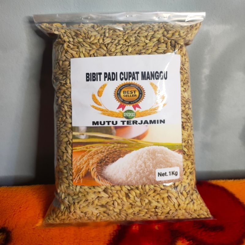 Jual Bibit padi putih pulen jenis cupat manggu 1 kg | Shopee Indonesia