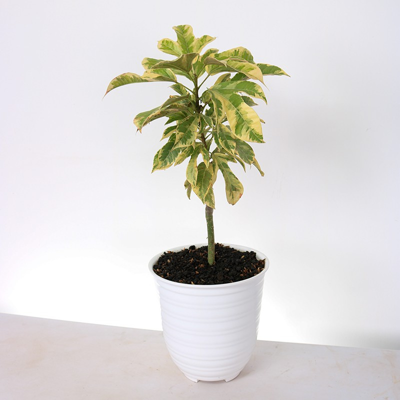 Jual Tanaman Indoor - Dwarf Umbrella Tree Variegata | Walisongo ...